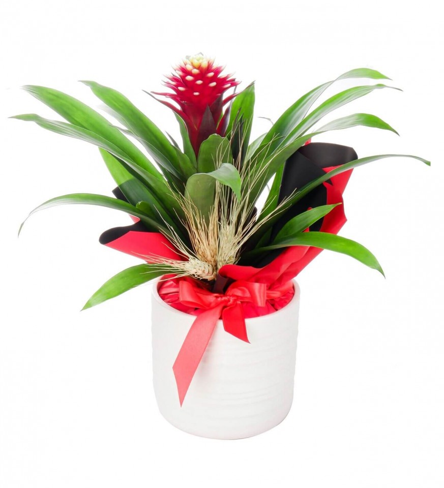 SARI - MOR ÇİÇEKLİ BİTKİLER & KIRMIZI ÇİÇEKLİ BİTKİLER