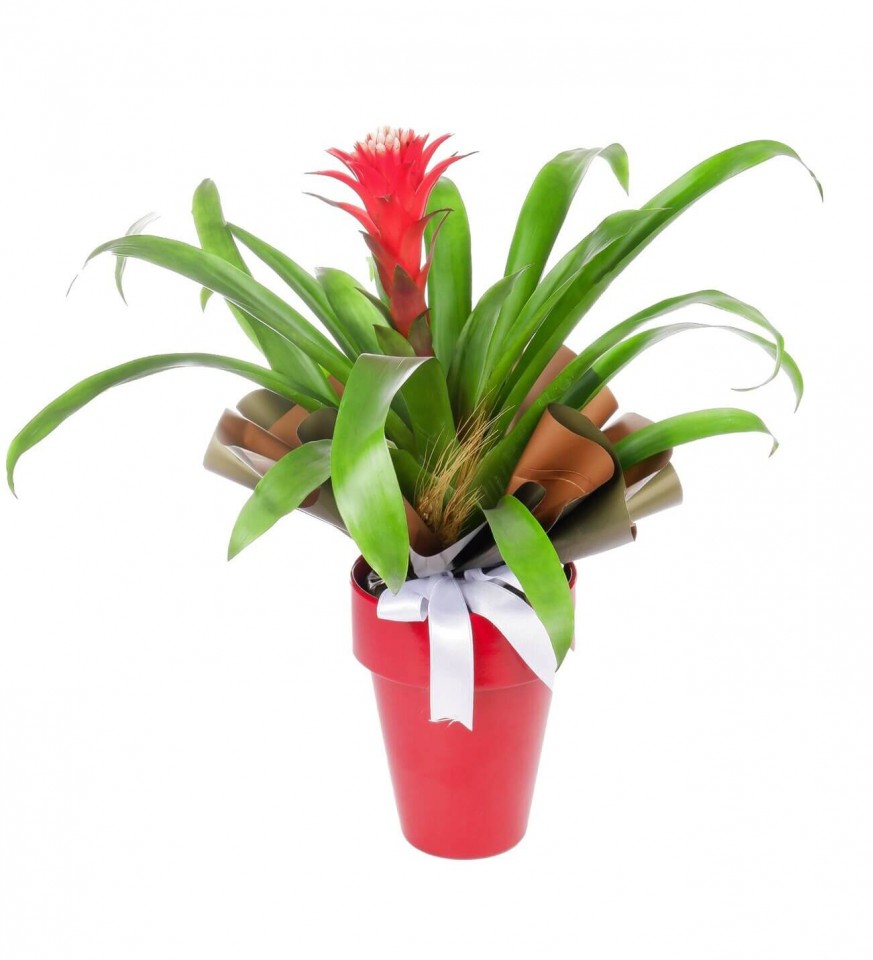 SARI - MOR ÇİÇEKLİ BİTKİLER & KIRMIZI ÇİÇEKLİ BİTKİLER