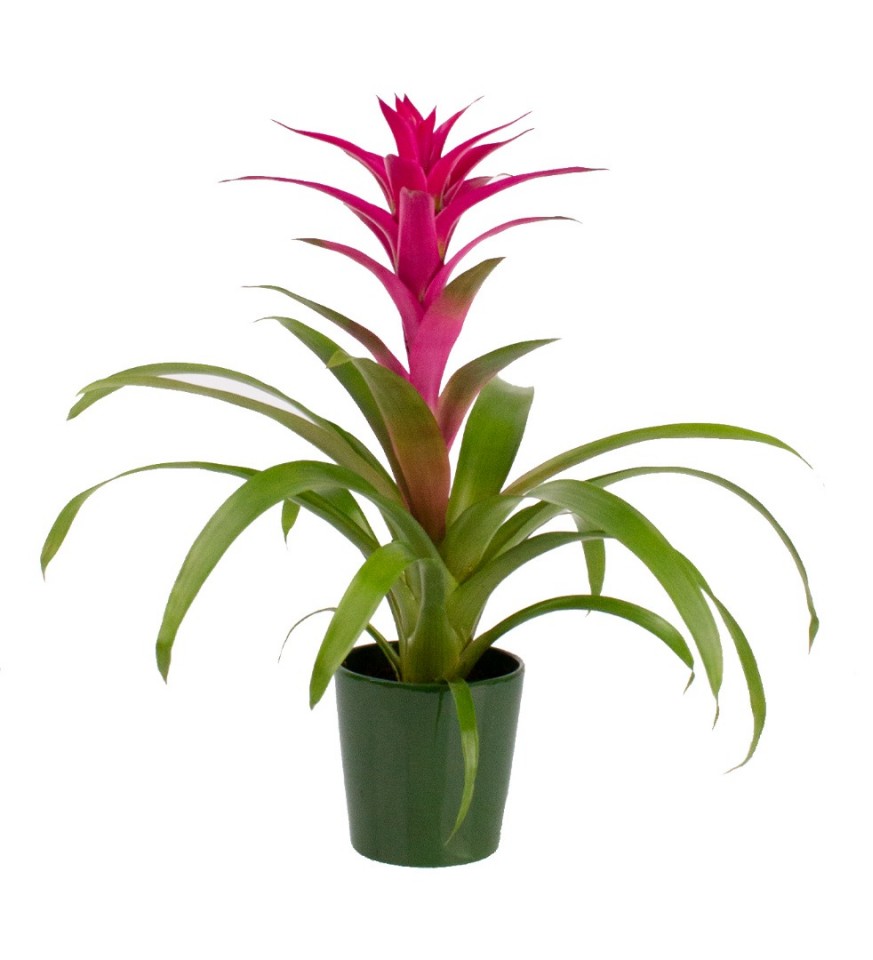 SARI - MOR ÇİÇEKLİ BİTKİLER & KIRMIZI ÇİÇEKLİ BİTKİLER