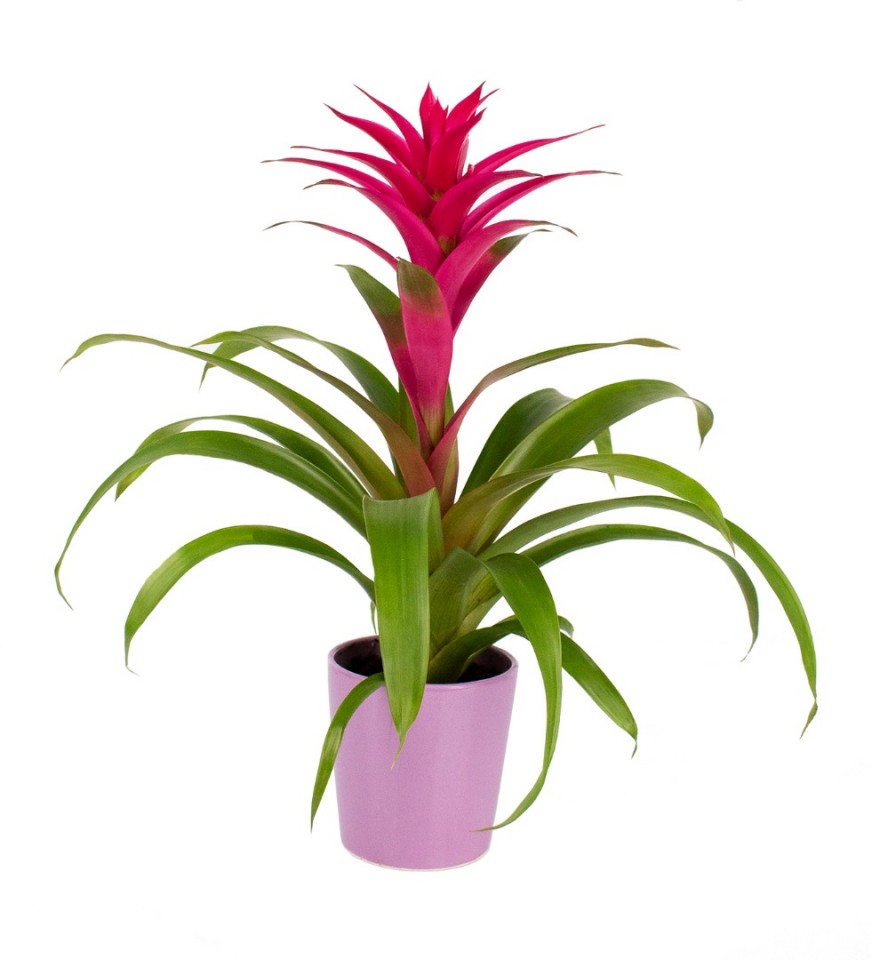 SARI - MOR ÇİÇEKLİ BİTKİLER & KIRMIZI ÇİÇEKLİ BİTKİLER