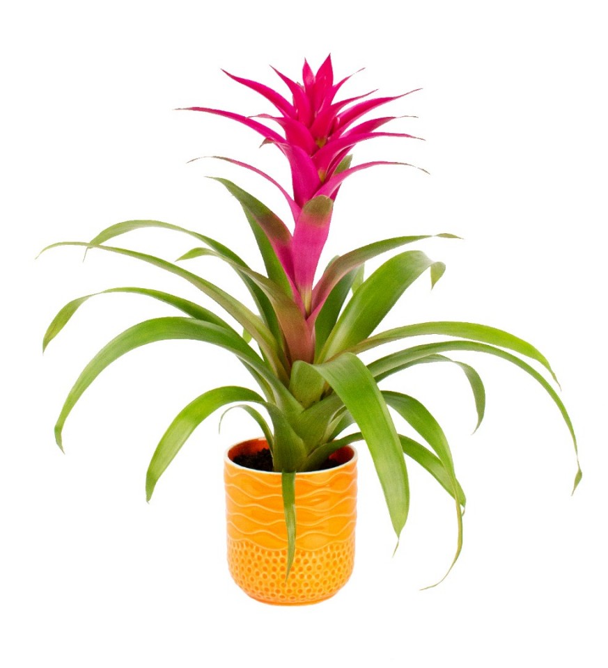 SARI - MOR ÇİÇEKLİ BİTKİLER & KIRMIZI ÇİÇEKLİ BİTKİLER