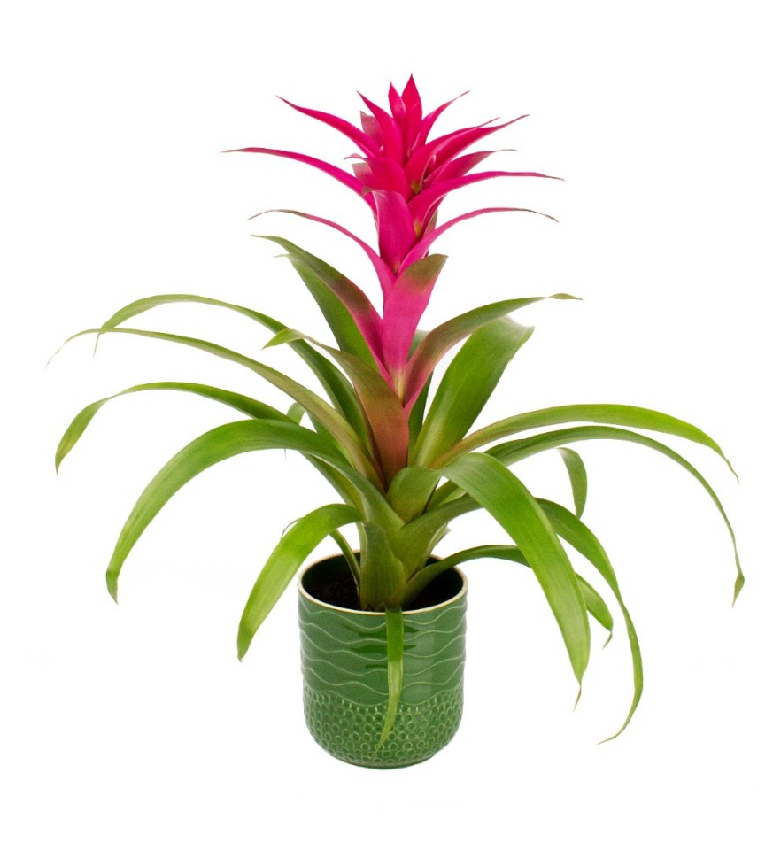 SARI - MOR ÇİÇEKLİ BİTKİLER & KIRMIZI ÇİÇEKLİ BİTKİLER