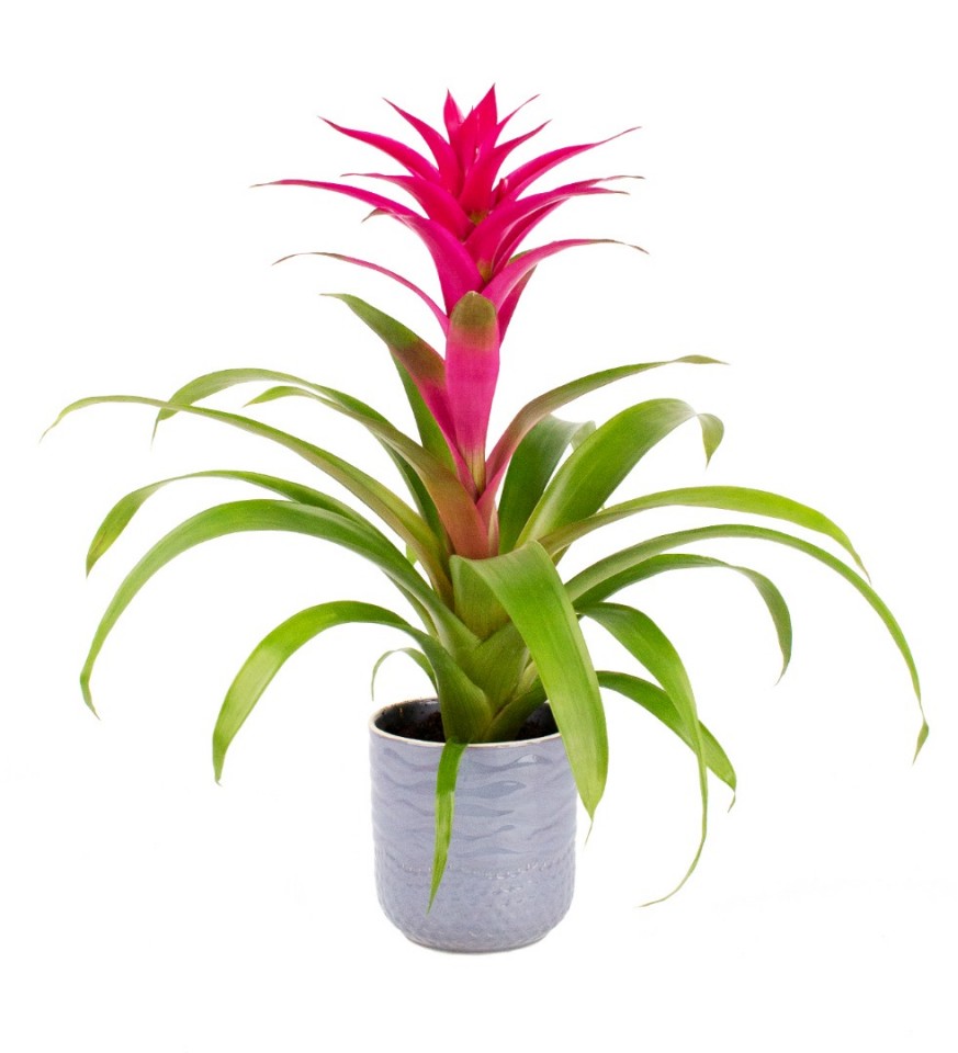 SARI - MOR ÇİÇEKLİ BİTKİLER & KIRMIZI ÇİÇEKLİ BİTKİLER