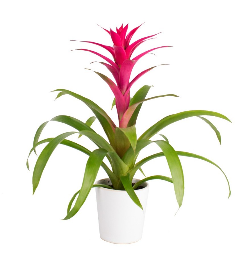 SARI - MOR ÇİÇEKLİ BİTKİLER & KIRMIZI ÇİÇEKLİ BİTKİLER