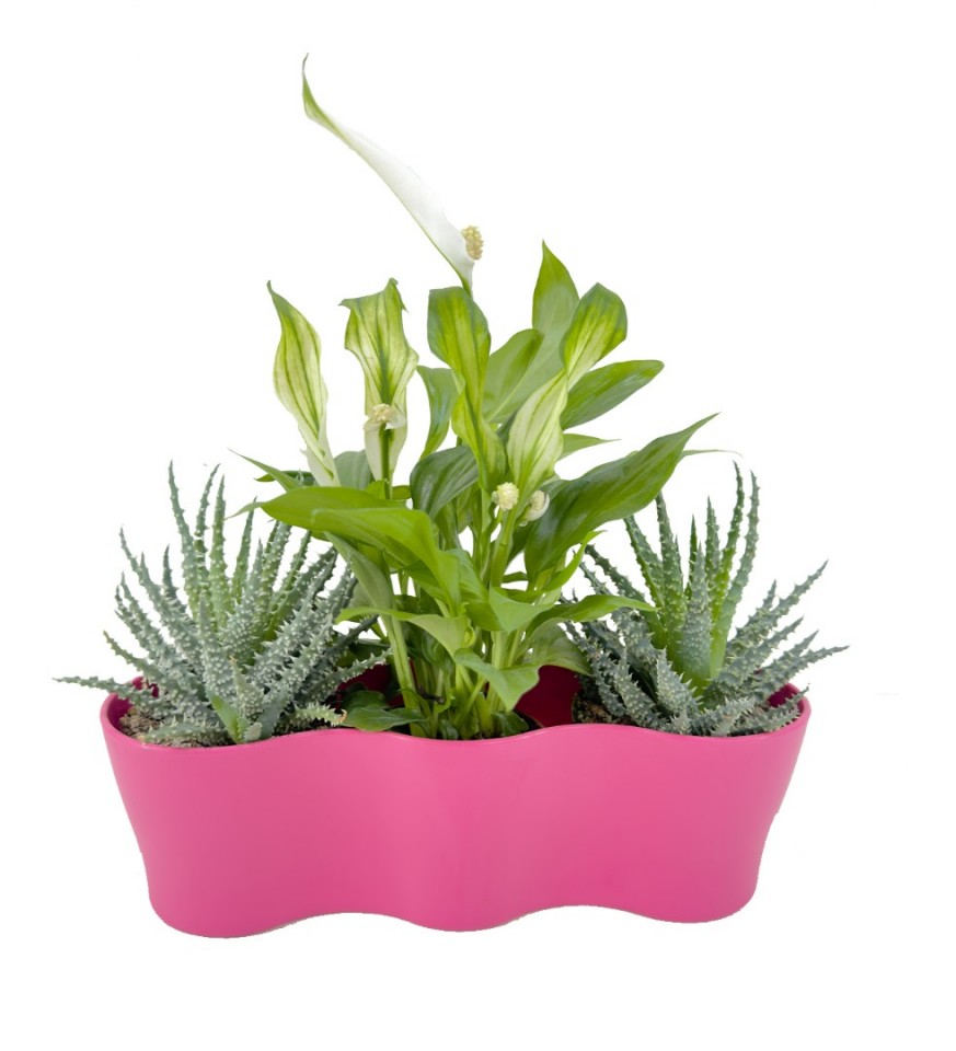 SARI - MOR ÇİÇEKLİ BİTKİLER & KIRMIZI ÇİÇEKLİ BİTKİLER